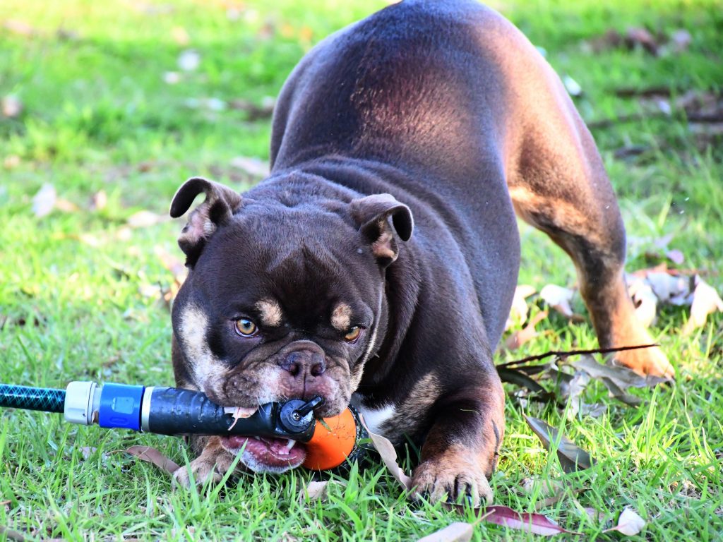 BB's BOAS Surgery - Melbourne Bulldog Clinic