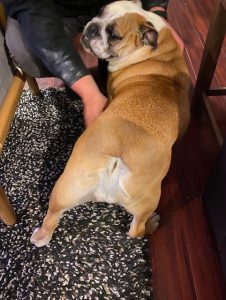 Screw Tail - Melbourne Bulldog Clinic