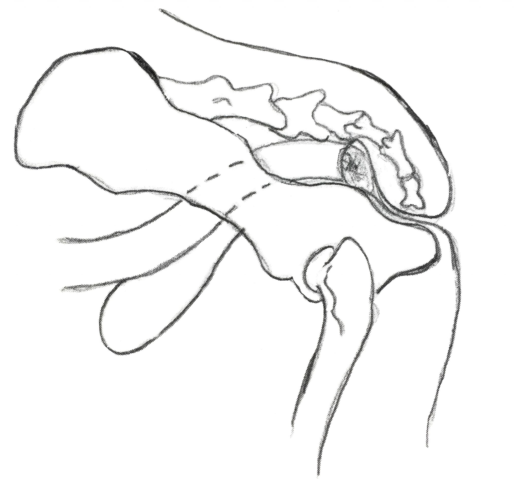 Screw Tail - Melbourne Bulldog Clinic