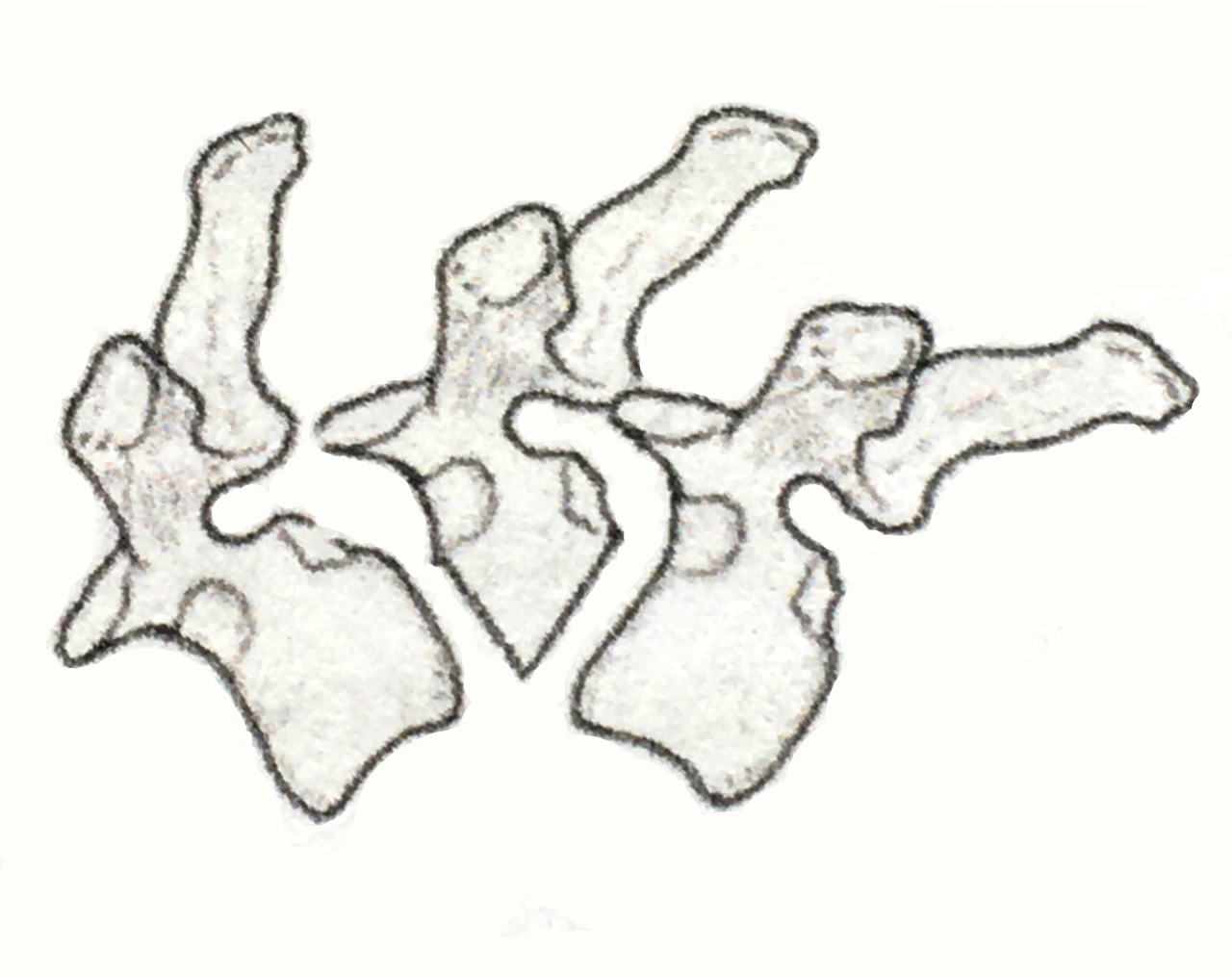 Hemivertebrae & Vertebral Malformation - Melbourne Bulldog Clinic