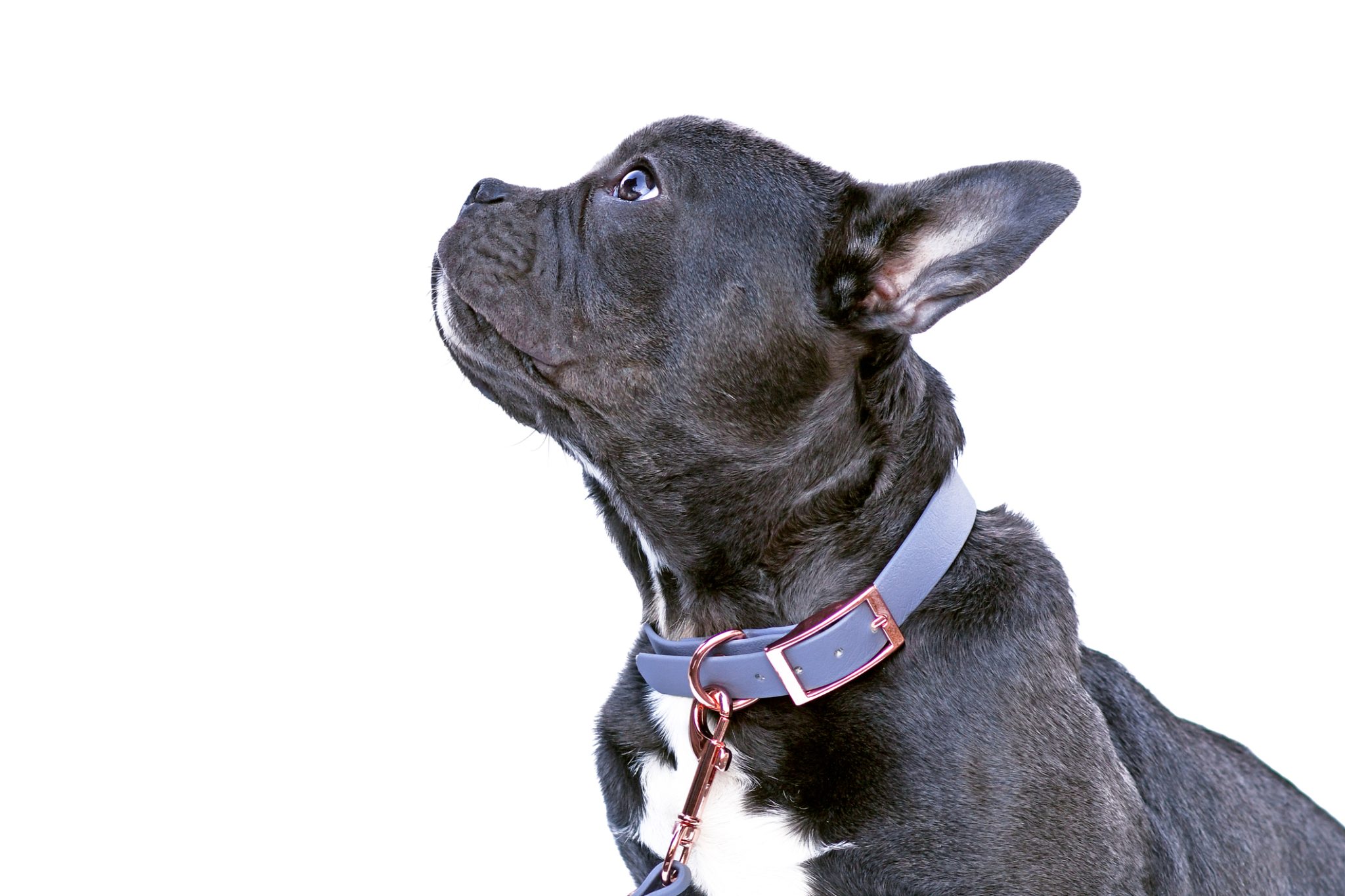 Dr Davids BOAS Surgery - Melbourne Bulldog Clinic