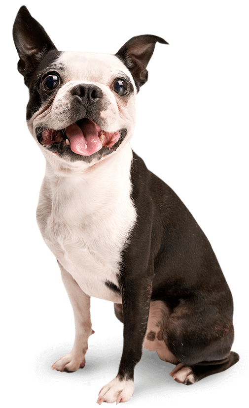 Dr Karin Continuing Professional Development - Melbourne Bulldog Clinic